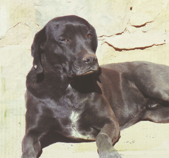 Qué perros son ideales para convivir con niños | bbmundo