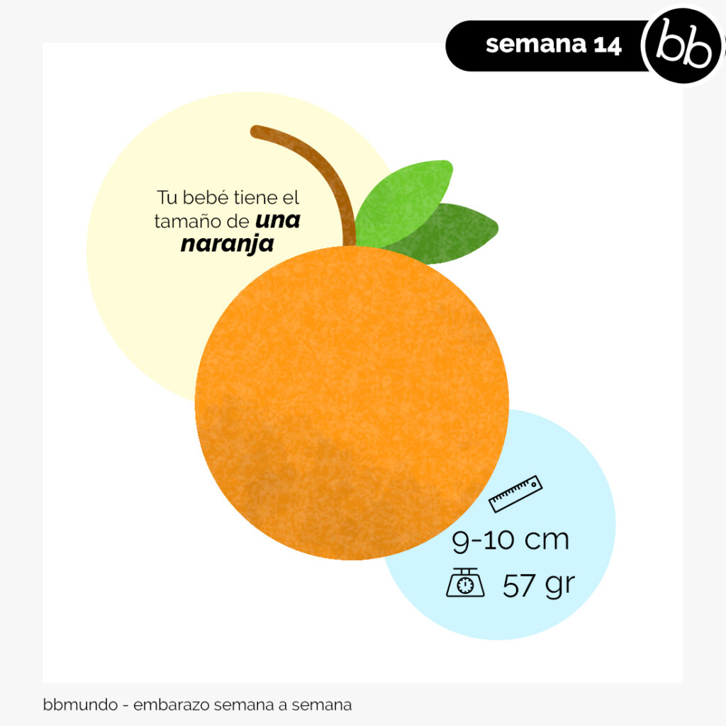 La semana 14 del embarazo