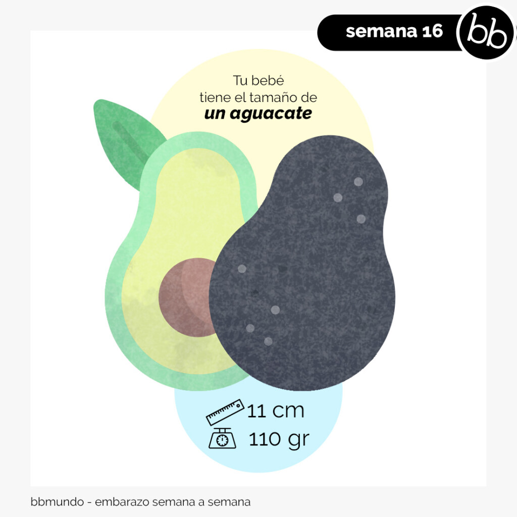 La semana 16 del embarazo