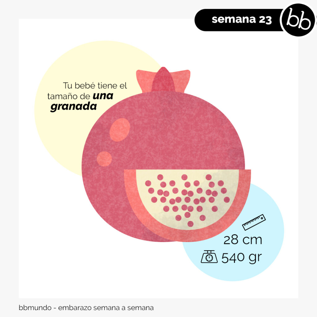 La semana 23 del embarazo