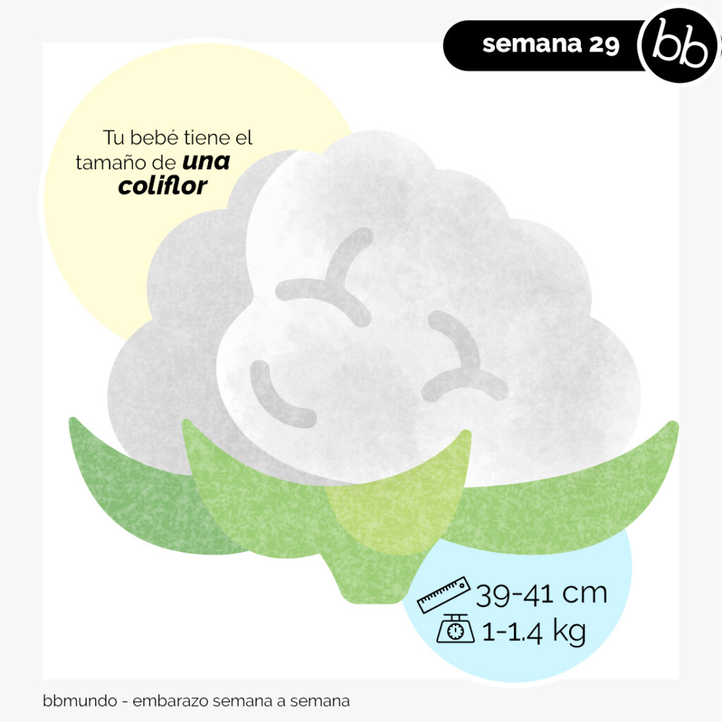 La semana 29 del embarazo